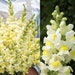 Orleans Early Lemon Yellow (F!) Snapdragon Seeds, 50 Count - Etsy