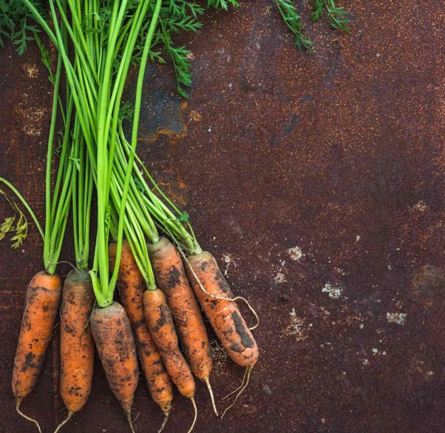 Little Fingers Carrot Seeds Little Finger Carrots 1200 Seeds - Etsy