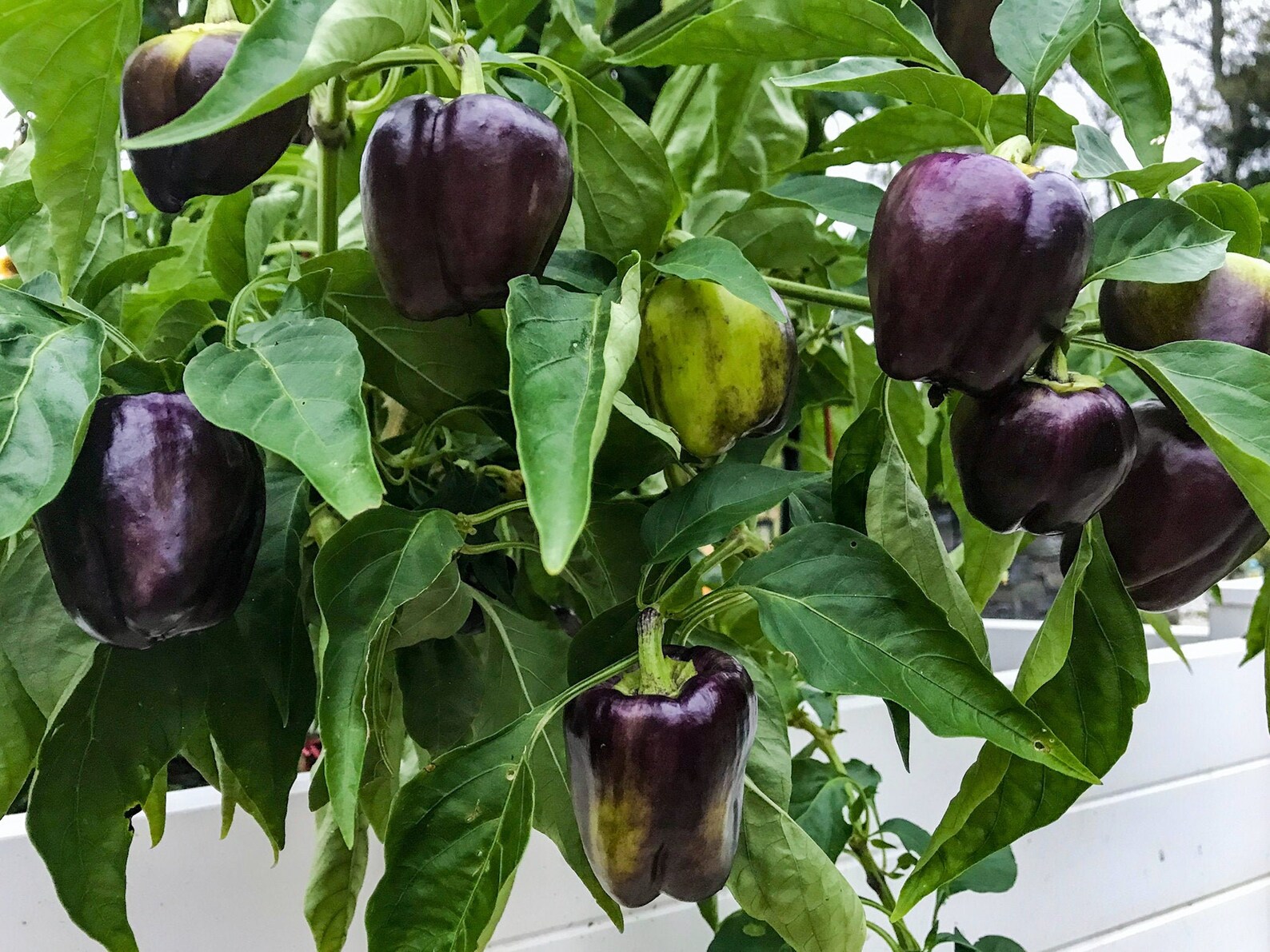 Purple Beauty Sweet Bell Pepper Seeds, 30 Count - Etsy