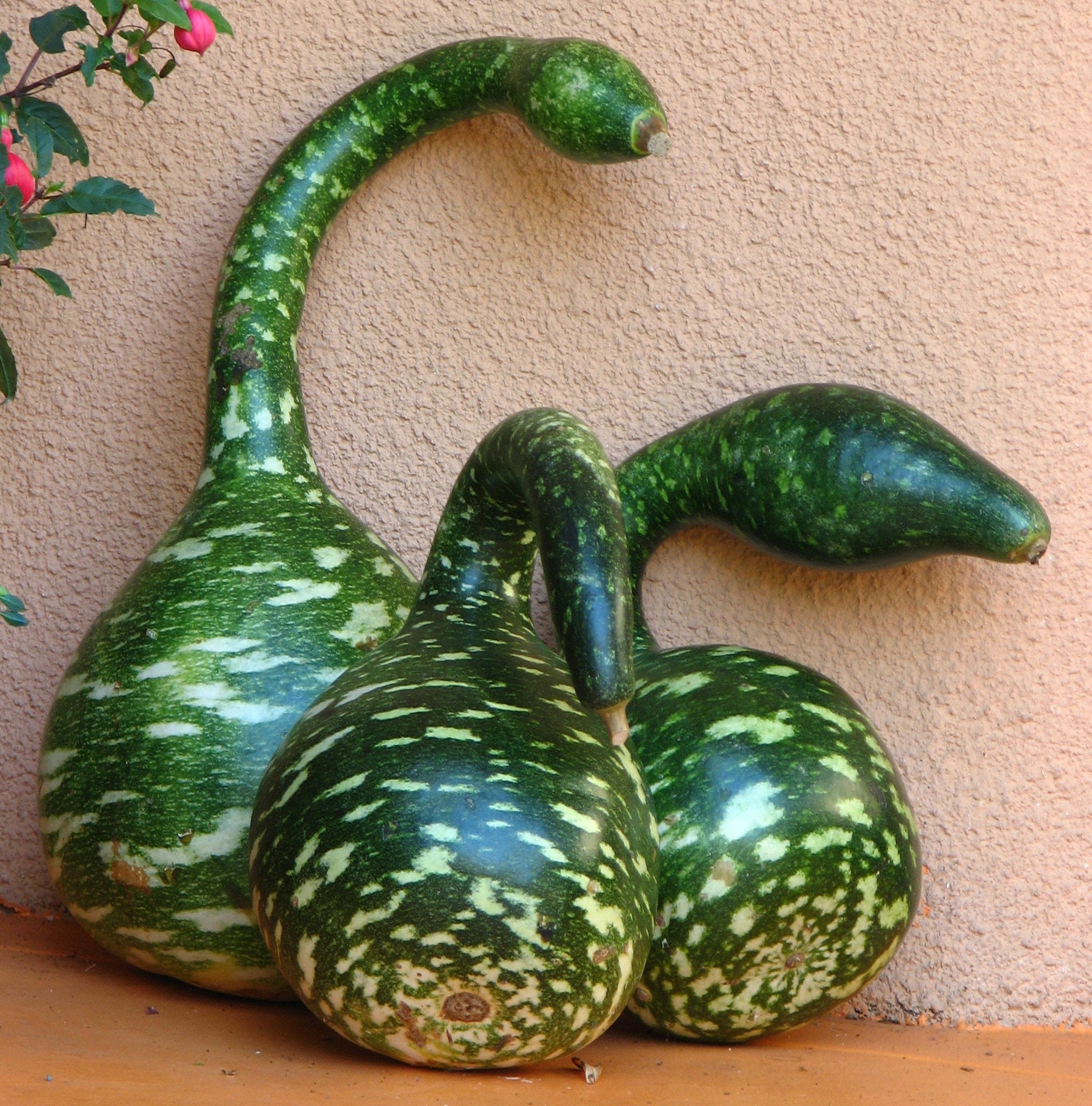 Speckled Swan Gourd Seeds Bottle Gourds Ornamental Gourds | Etsy