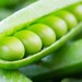 Mr Big Peas, Large 5" Pods, 8-10 Peas per Pod, Vine // Non-gmo, Pisum ...