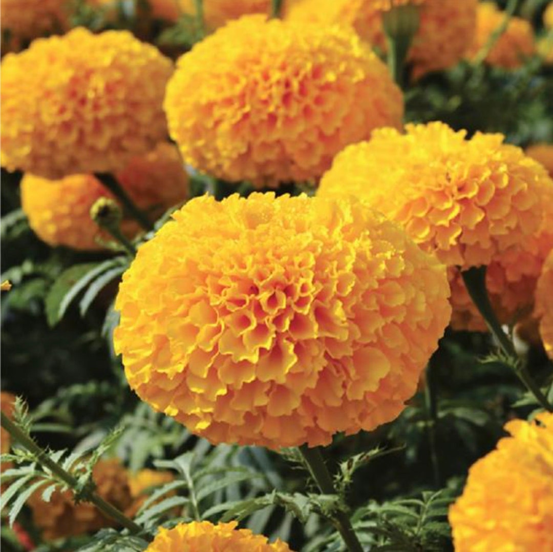 Oriental Deep Gold F1 Marigold Seeds, Golden Ball Shaped Marigolds ...