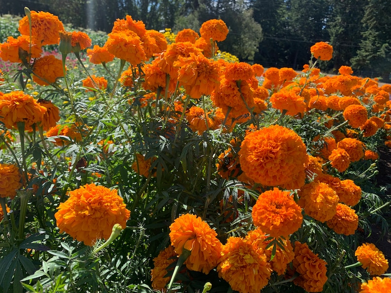 Chedi™ Orange Marigold Seeds, 25 Count - Etsy