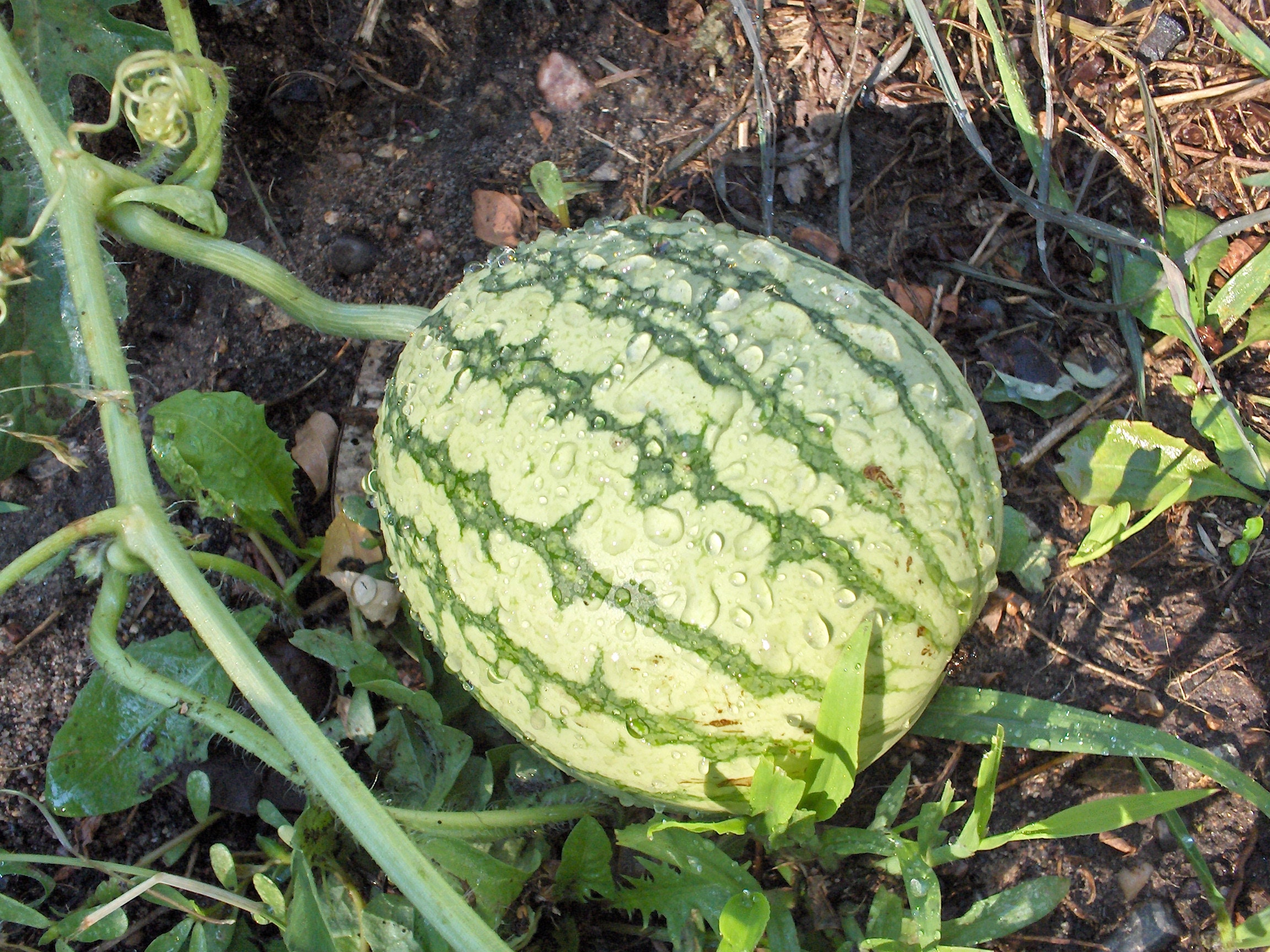 Dixie Queen Watermelon Seeds, Heirloom, Non-gmo, Citrullus Lanatus - Etsy