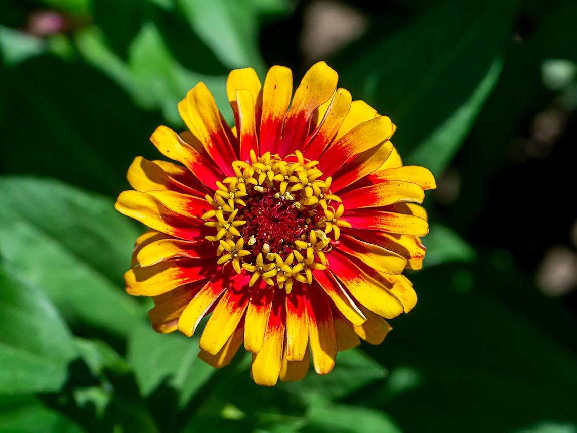 Sombrero Zinnia Seeds Mexican Zinnias Bi-color Yellow and - Etsy