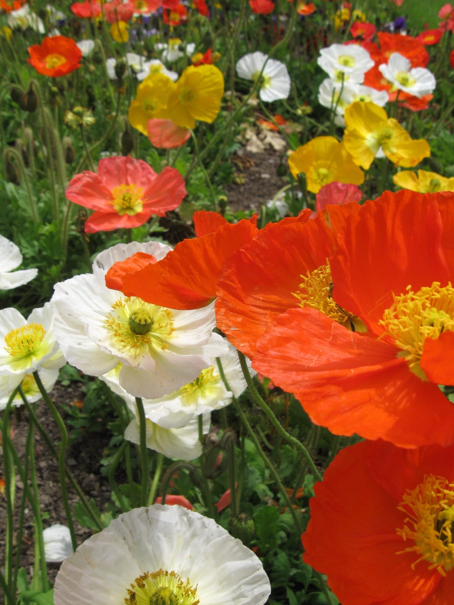Iceland Poppy Seeds Mixed Color Iceland Poppies 2000 Seeds - Etsy