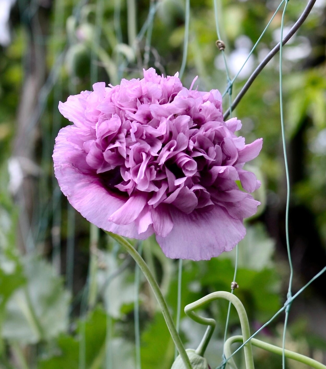 Purple Opium Poppies