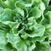 Organic Batavian Endive Seeds, Broadleaf Batavian Endive, Broad Leaved ...