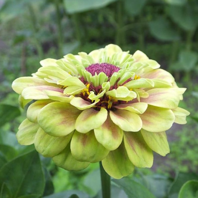 Queeny Lime Blotch Zinnia Seeds Lime Green and Rose Queen - Etsy