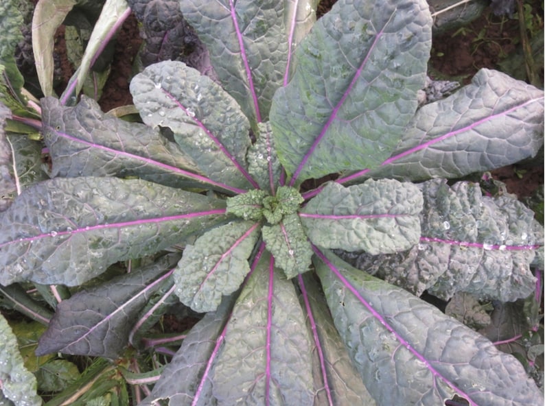 Organic Dazzling Blue Kale Seeds Lacinato Dinosaur Green & - Etsy