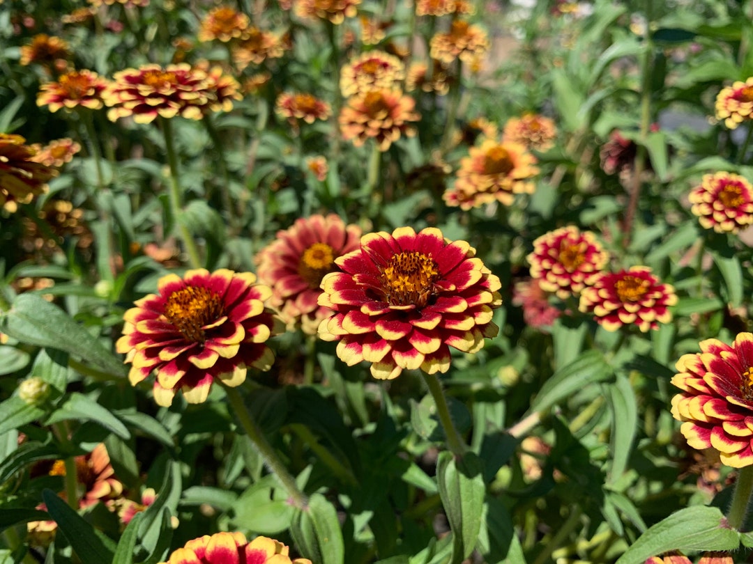 Organic Aztec Zinnia Seeds, Burgundy Bicolor Zinnias, Dwarf Flowers ...