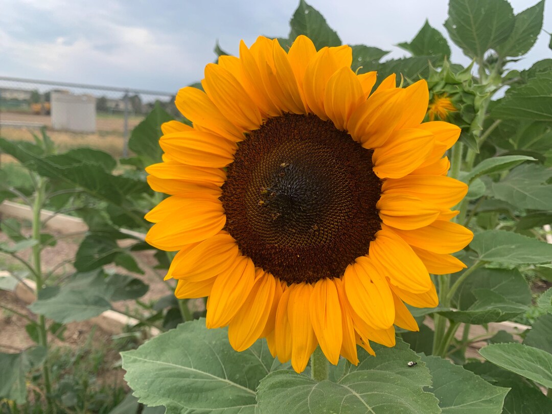 Procut® Bravo F1 Sunflower Seeds, 25 Count, Giant Bloom Size, Single Stem Variety - Etsy