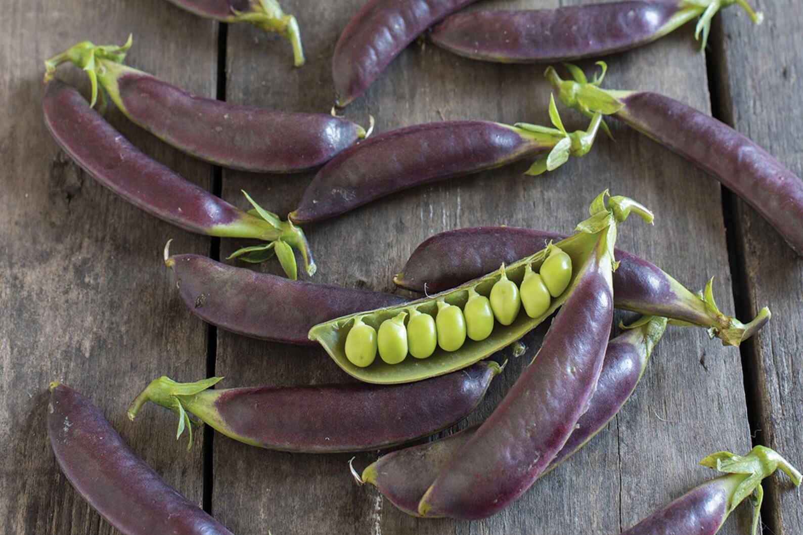 Royal II Sugar Snap Peas 50 Purple Snap Pea Seeds // Open - Etsy