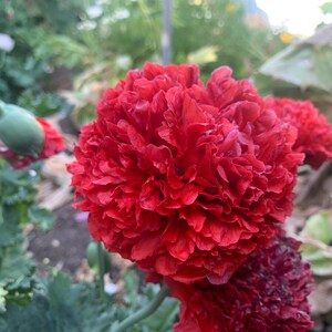 Organic Lucille Peony Poppy Seeds Red Double Poppies Pom-pom - Etsy