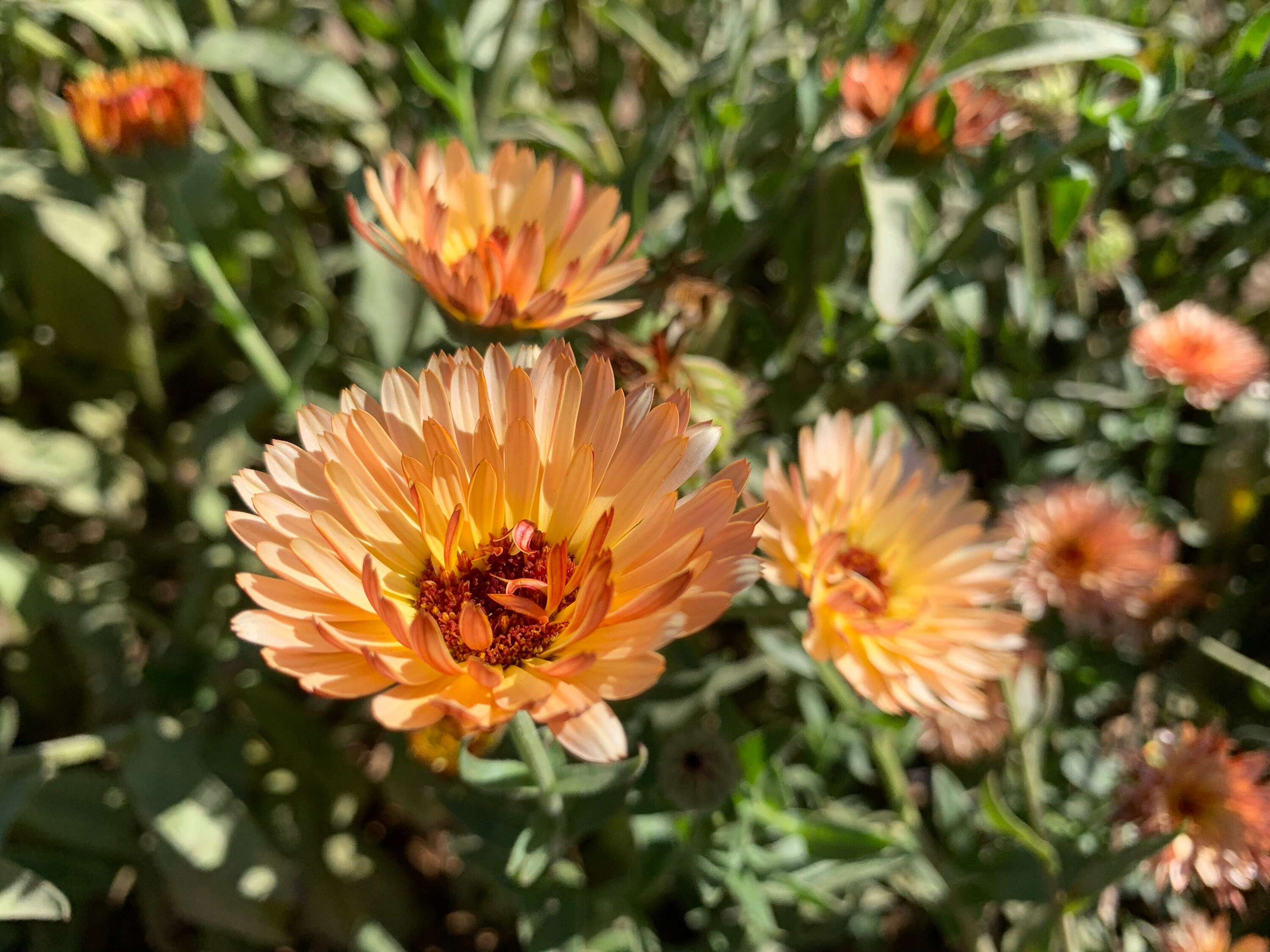 Organic Strawberry Blonde Calendula Seeds Peach Double - Etsy