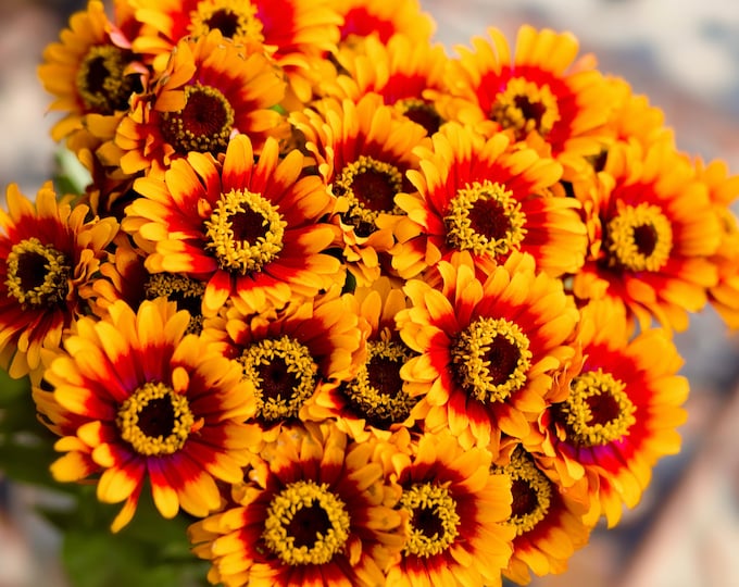 Sombrero Zinnia Seeds Mexican Zinnias Bi-color Yellow and - Etsy