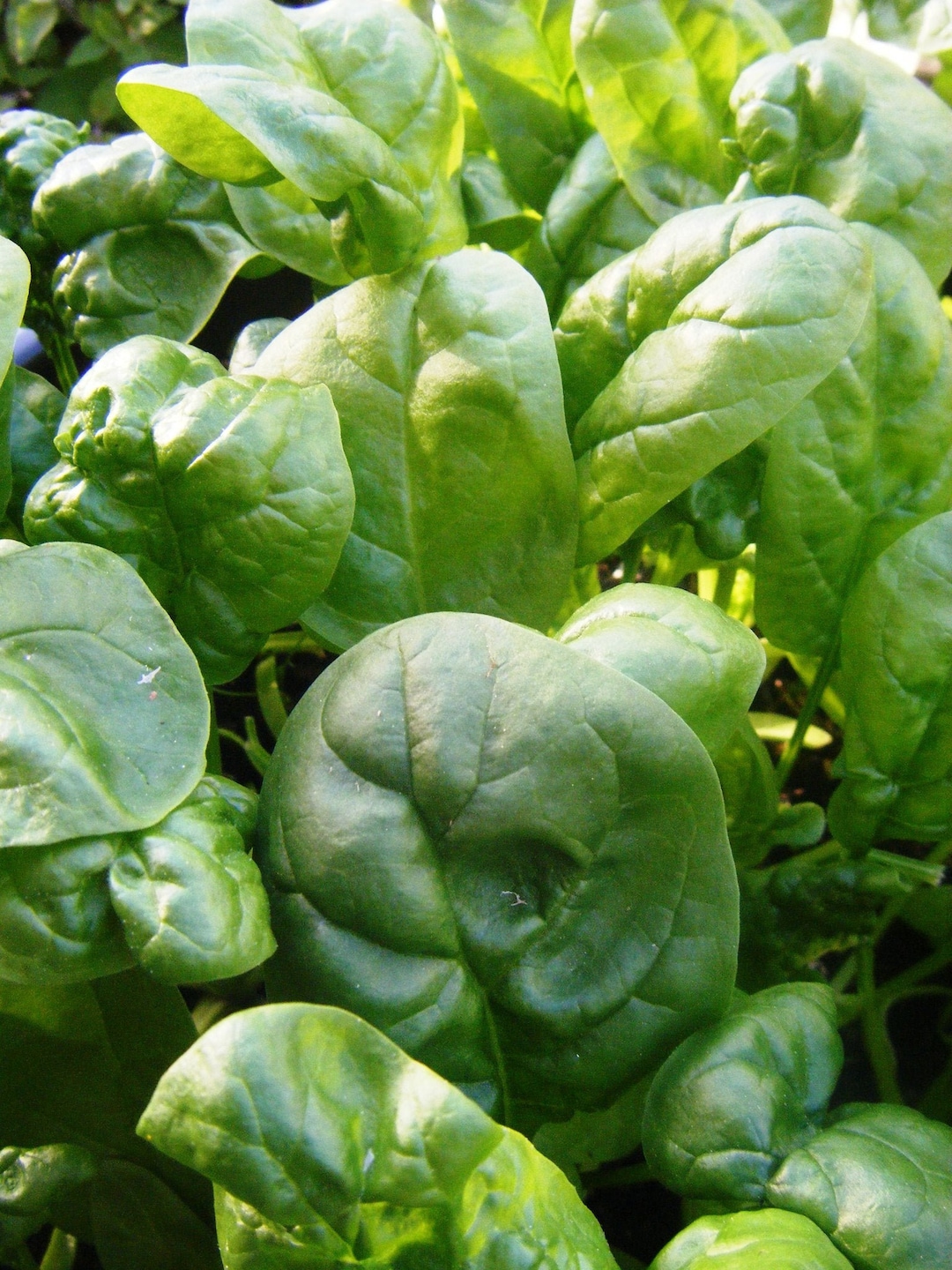 Giant Noble Spinach Seeds, Large Smooth Leaf Spinach, 250 Seeds ...