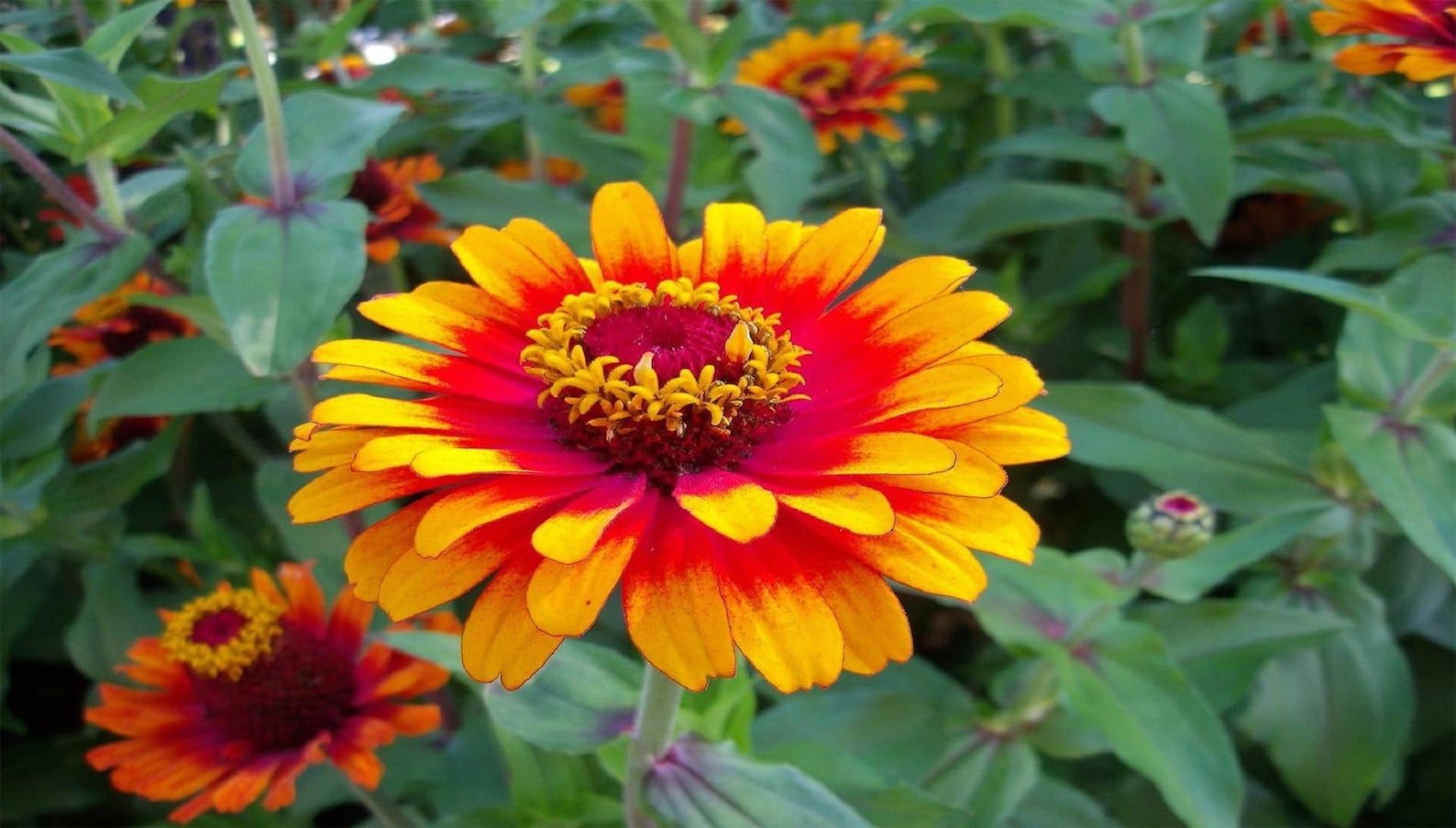 Sombrero Zinnia Seeds Mexican Zinnias Bi-color Yellow and - Etsy