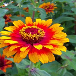 Sombrero Zinnia Seeds, Mexican Zinnias, Bi-color Yellow and Red Zinnias ...