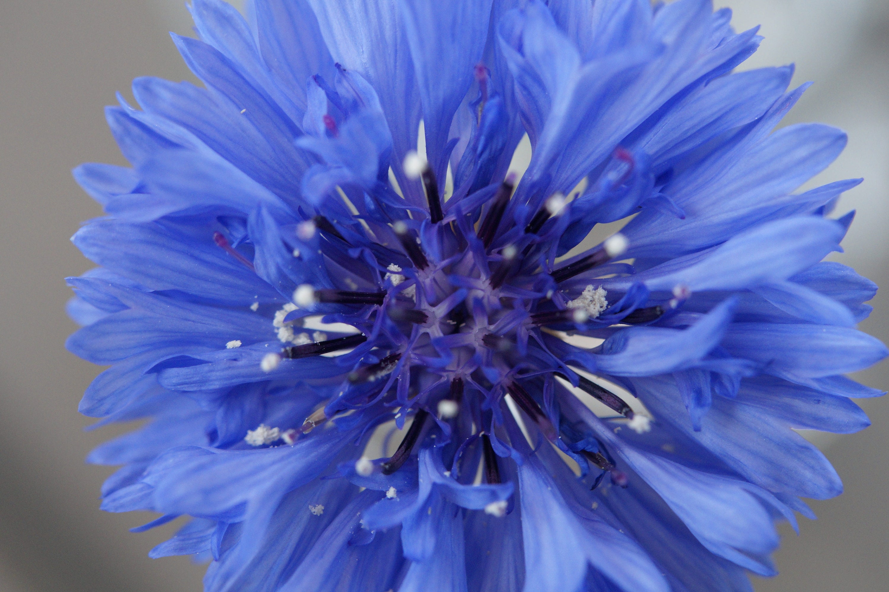 Tall Blue Cornflower Seeds, Bachelor Button Seeds // Non-gmo, Centaurea ...