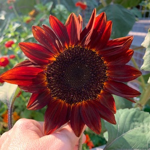 Razzmatazz F1 Sunflower Seeds, Blended Bi-color and Solid Sunflowers // Non GMO, Helianthus ...