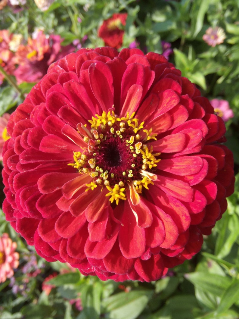 California Giant Zinnia Seeds Mixed Colors Zinnias 300 Seeds | Etsy