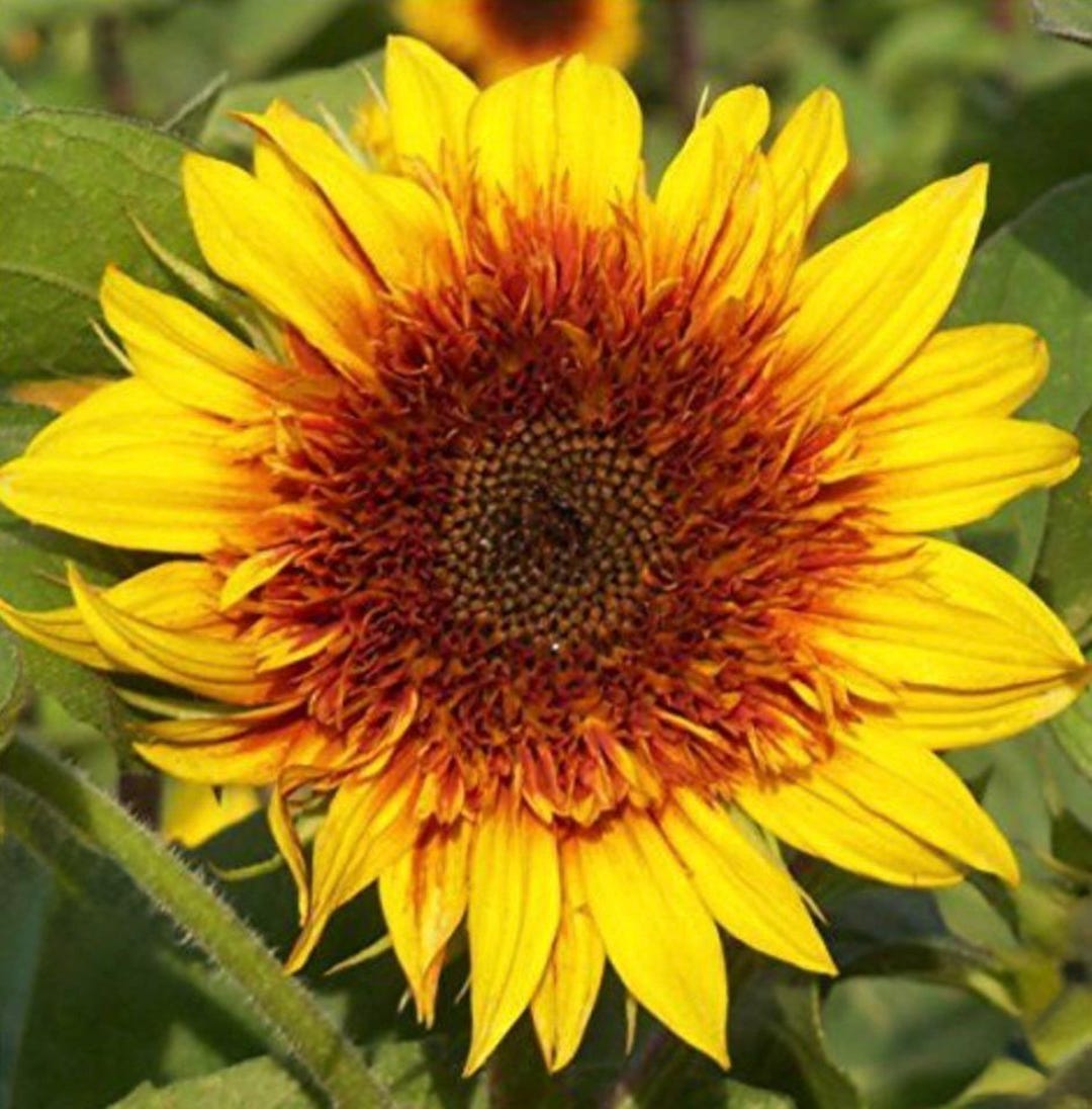 Sundance Kid Sunflower Seeds, 25 Count, Dwarf Variety - Etsy