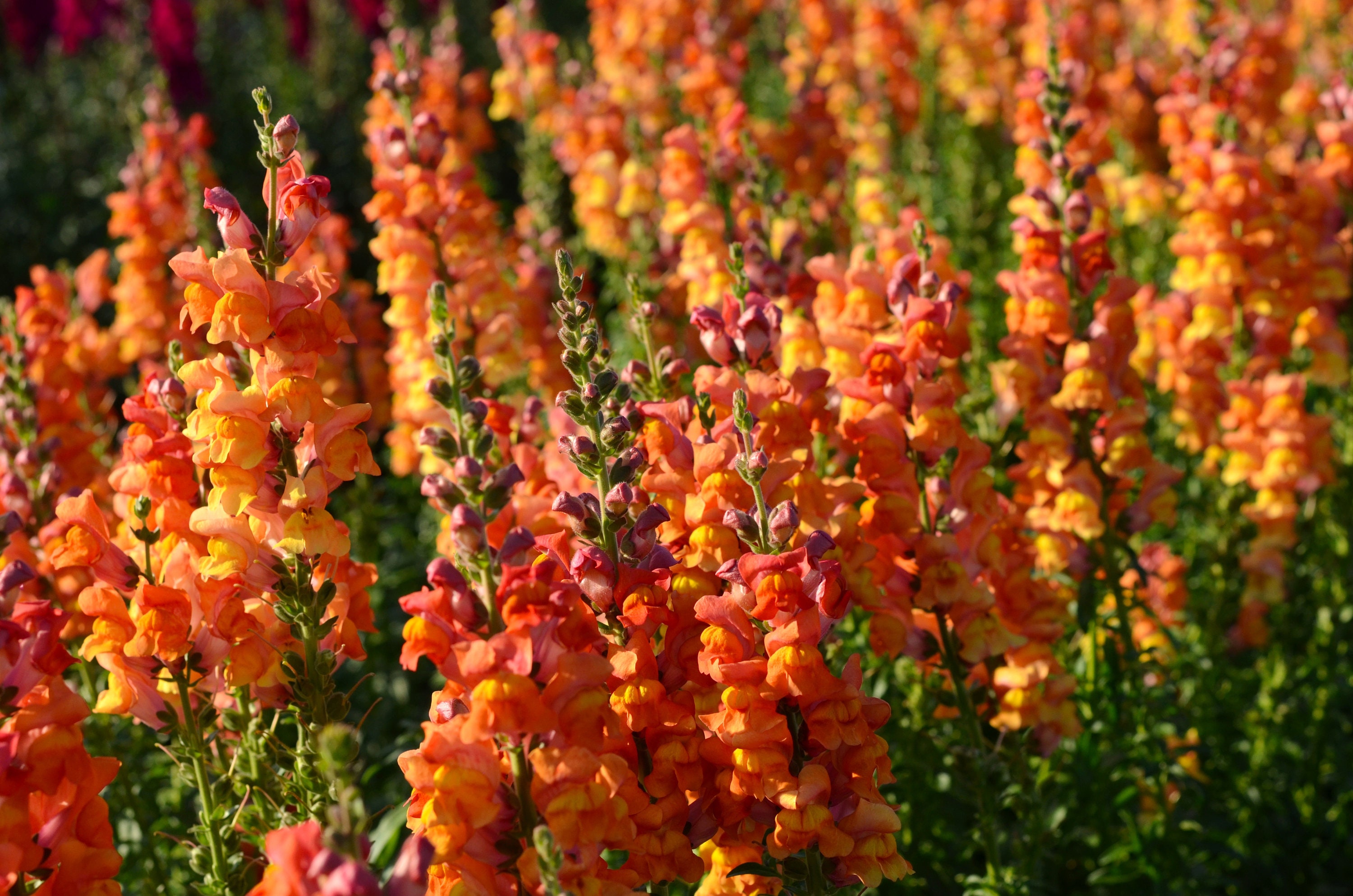 Orange Snapdragon
