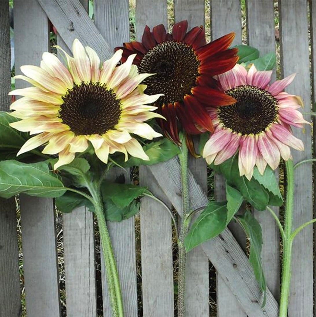 Razzmatazz F1 Sunflower Seeds Blended Bi-color and Solid - Etsy