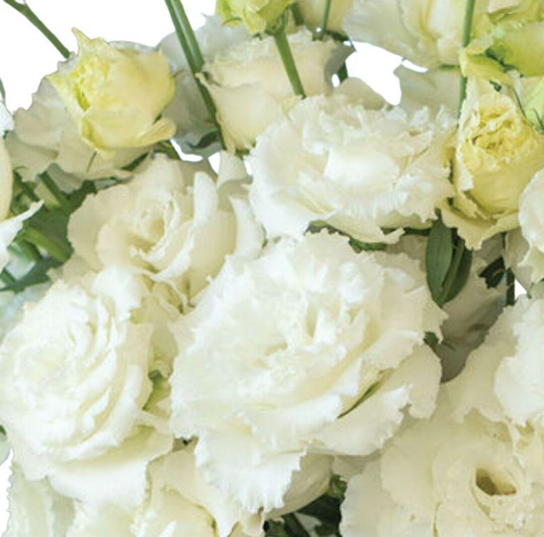 Voyage 2 White Improved (F1) Lisianthus Seeds, Eustoma Grandiflorum (25 ...