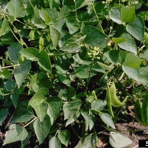 Early Thorogreen Lima Bean Seeds, Early Bush Beans, 25 Seeds // Open ...