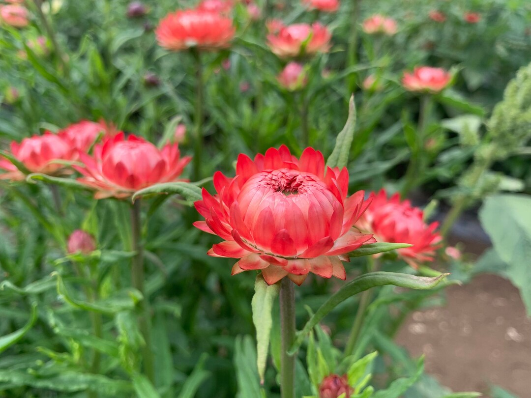 King Size Salmon Strawflower Seeds, Strawflowers, Straw Flower // Open ...