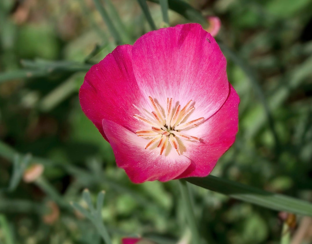 Carmine King California Poppy Seeds, 1k Count Pink Poppies - Etsy