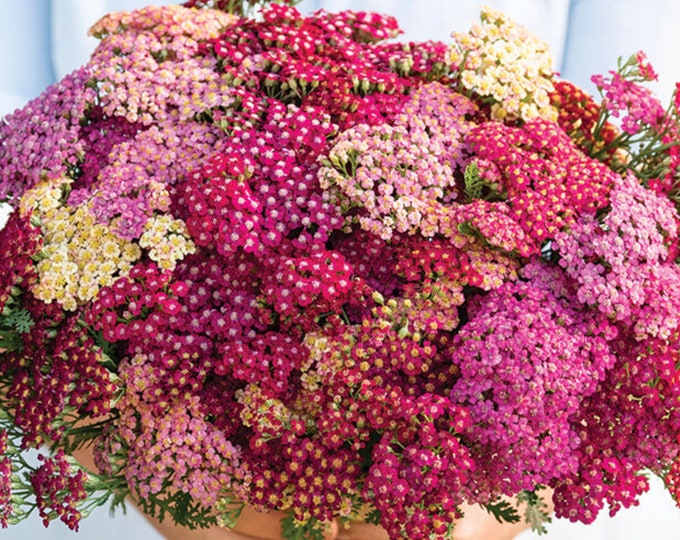 Yarrow Seeds, Rojo Mix, Gradient Reds, Pinks, Cream Yarrow Flowers ...
