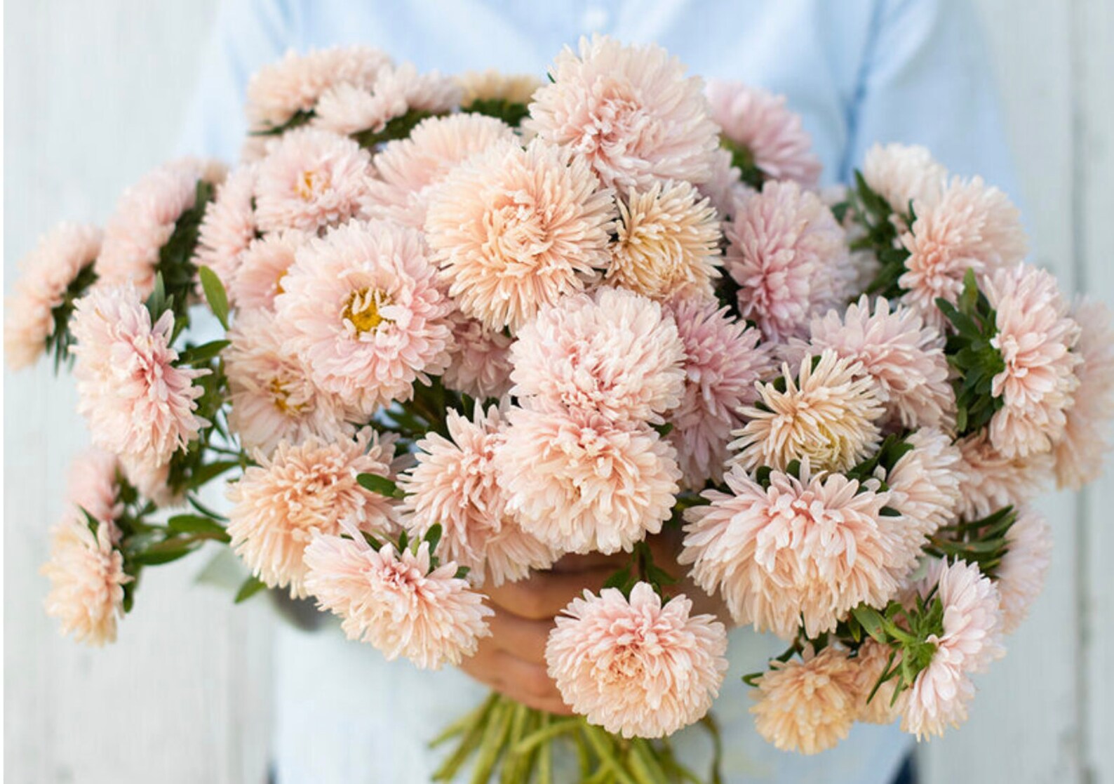King Size Apricot China Aster Seeds, 50 Count, Pastel Apricot Pink ...
