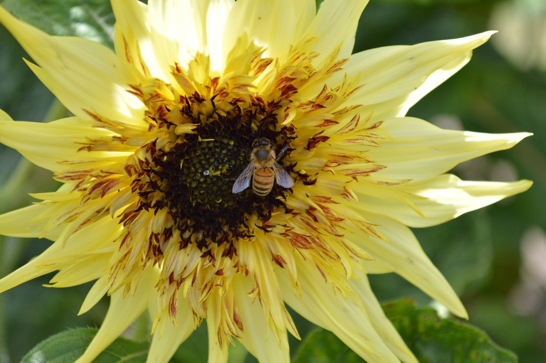 Starburst™ Lemon Éclair Sunflower Seeds Tall 6ft Double - Etsy