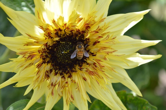 Starburst™ Lemon Éclair Sunflower Seeds Tall 6ft Double - Etsy