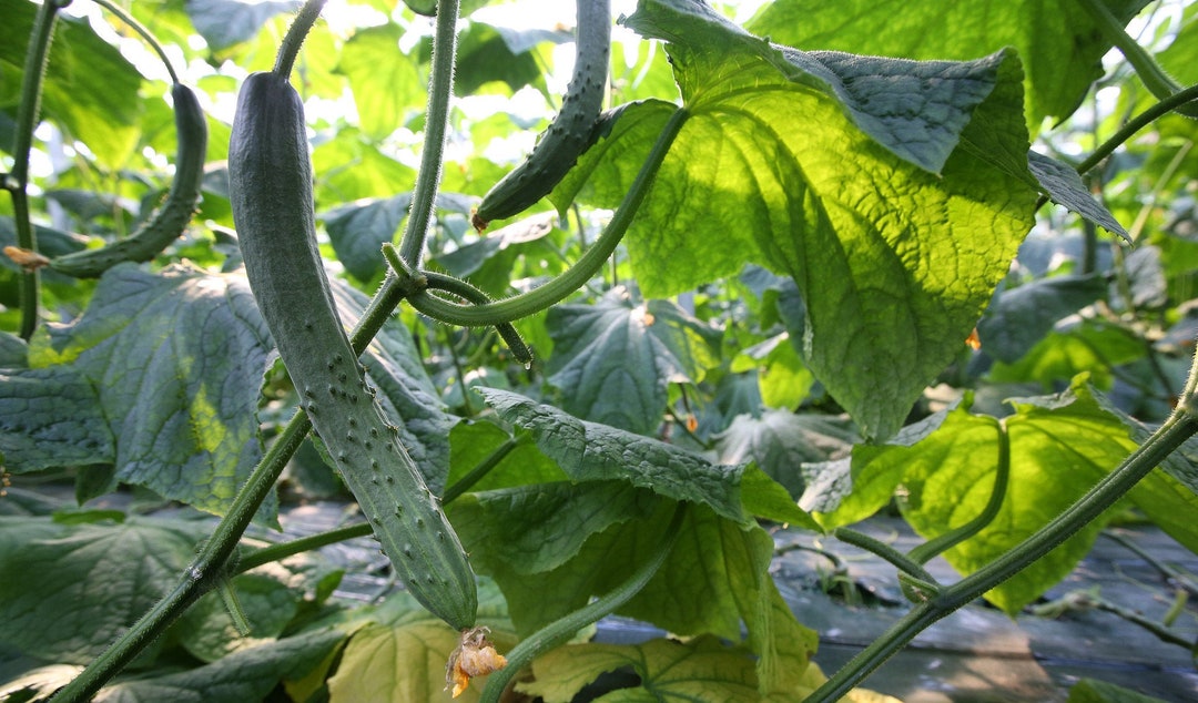 Japanese Long Cucumber Seeds, English Cucumber // Heirloom, Non-gmo ...