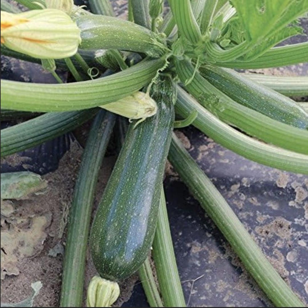 Jasper F1 Zucchini Squash, 20 Count, Summer Long-day - Etsy
