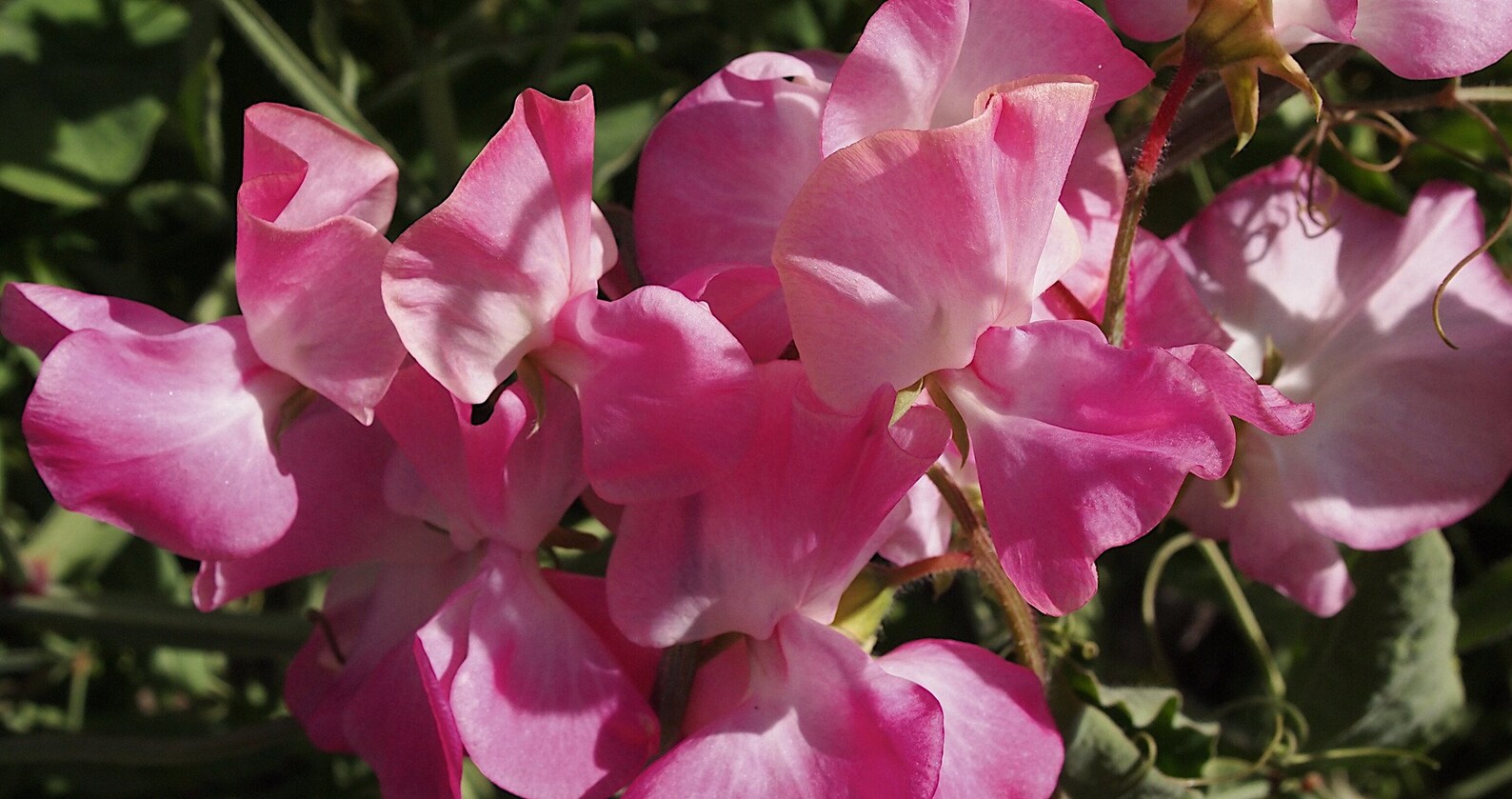 Cupid Pink Sweet Peas Dwarf Sweet Pea X30 Seeds // - Etsy