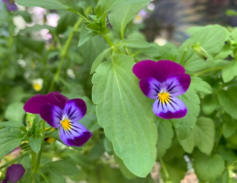 Viola 'king Henry' Seeds, Non-gmo, Viola Cornuta - Etsy