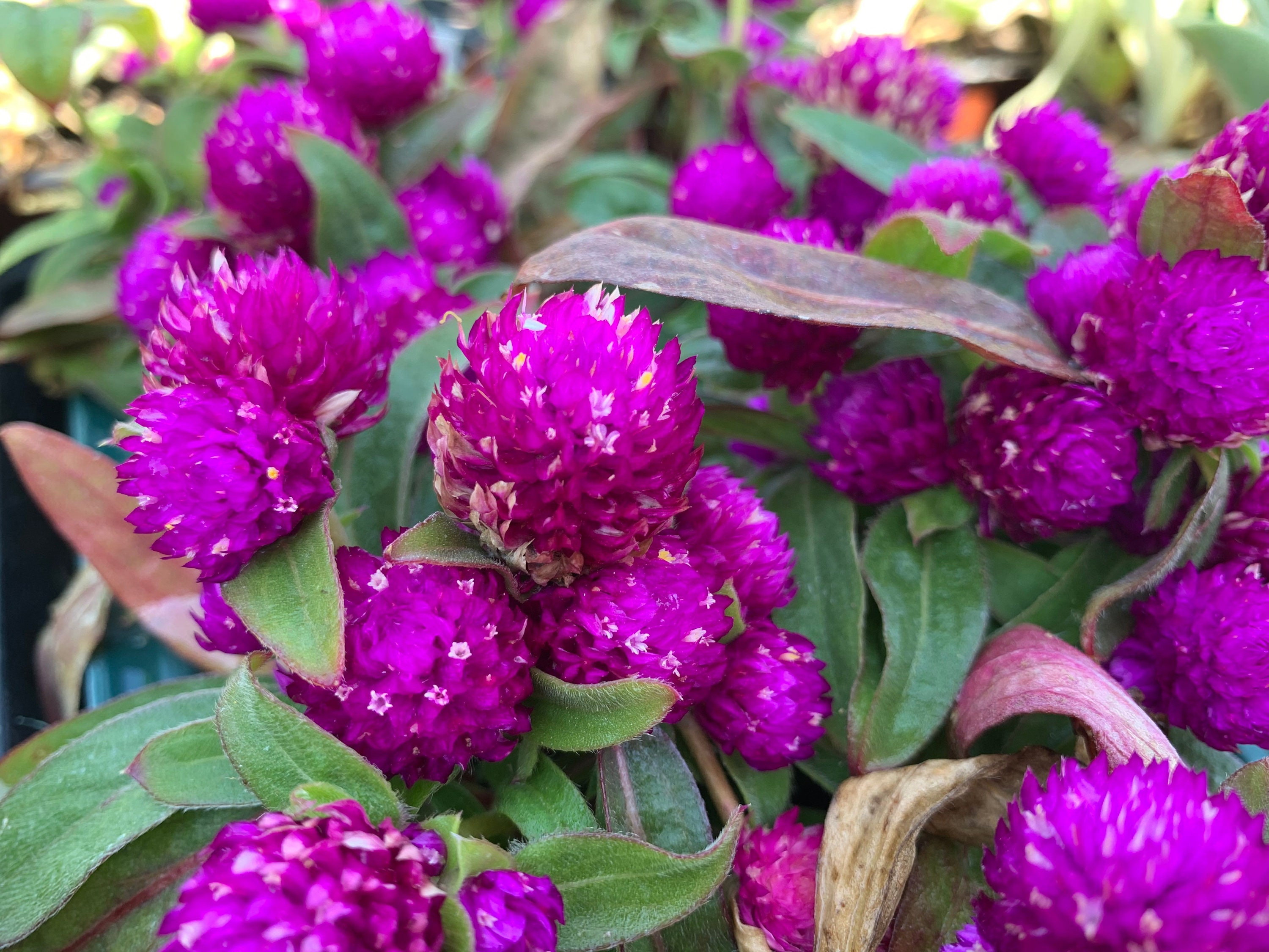 Audray Purple Red Gomphrena Seeds Globe Amaranth 50 Seeds // - Etsy