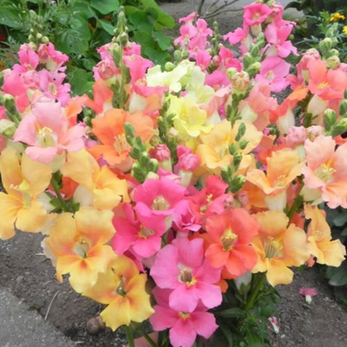 Chantilly™ Mix F1 Snapdragon Seeds, 50 Count Open-faced Snapdragons - Etsy