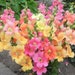Chantilly™ Mix F1 Snapdragon Seeds, Colorful Mix, Open-faced ...