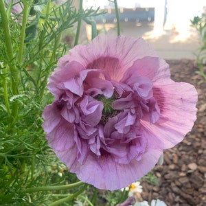 Organic Purple Frilly English Poppy Seeds, 150 Count, Lavender Pom-pom ...