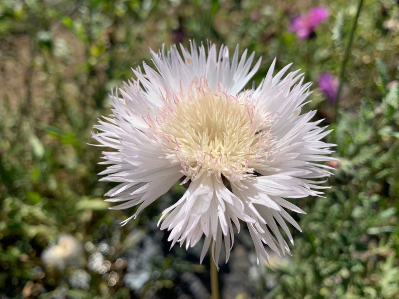 Sweet Sultan Flower Seeds Imperialis Mix Mixed Colors 500 - Etsy