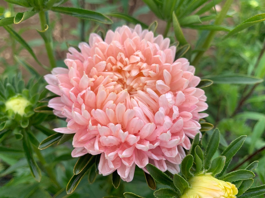 Tower Chamois Aster Seeds, Apricot Pastel Pink Peony Asters // Non-gmo, Callistephus Chinensis ...