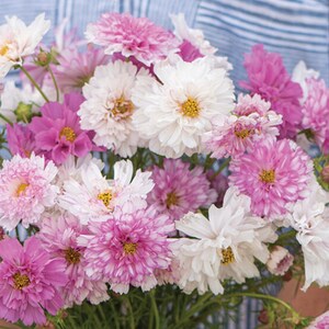 Double Click Bi-color Pink Cosmos Seeds, 25 Count - Etsy