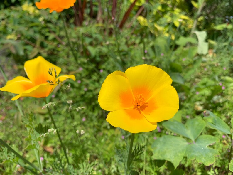 Golden West California Poppy Seeds, 1000 Count Yellow Gold Poppies - Etsy