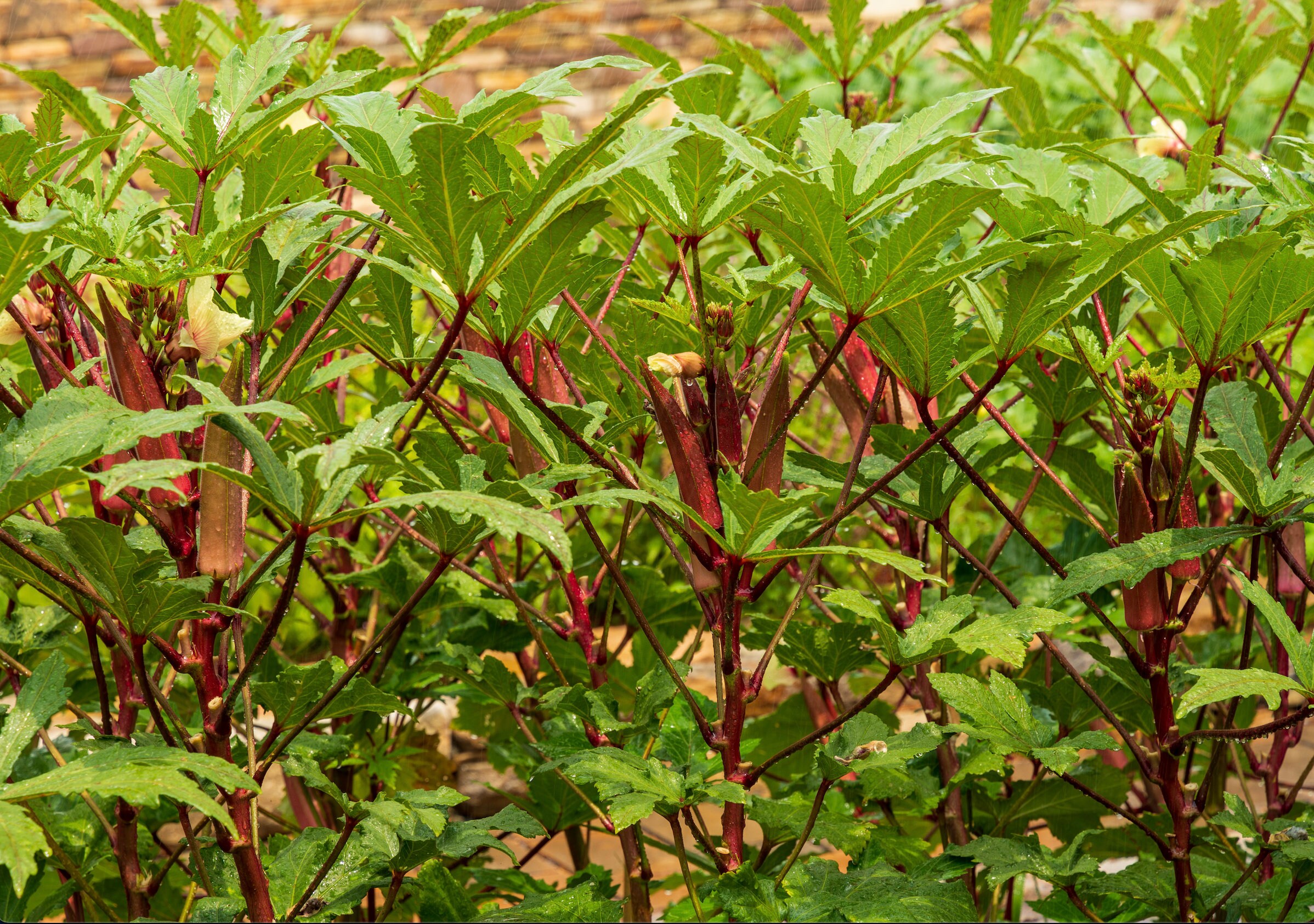 Hill Country Red Okra Seeds 100 Seeds // Heirloom - Etsy
